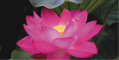 BuddhismQ&A | ARTICLE | Nichiren Shu Portal